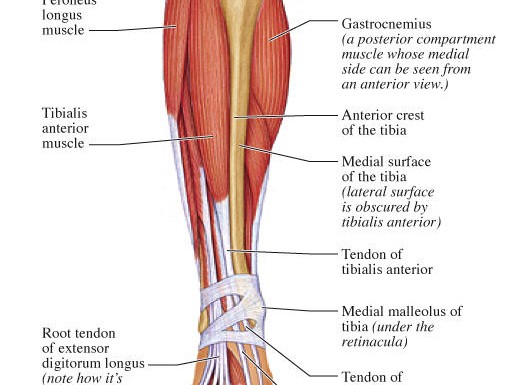 Tendinitis tibial anterior. Causas, síntomas y tratamiento ...